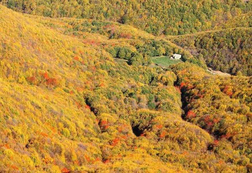 10 Most beautiful forests of Iran